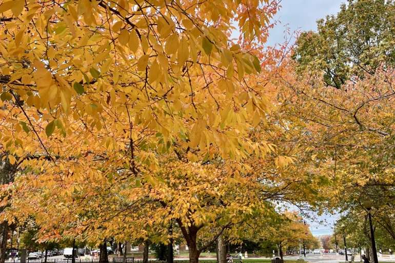 Save Stanton Park – Save Stanton Park